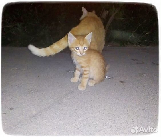 Крошка Рыжик ищет семью