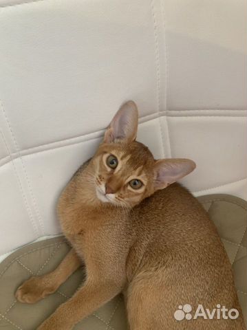 Абиссинская кошечка