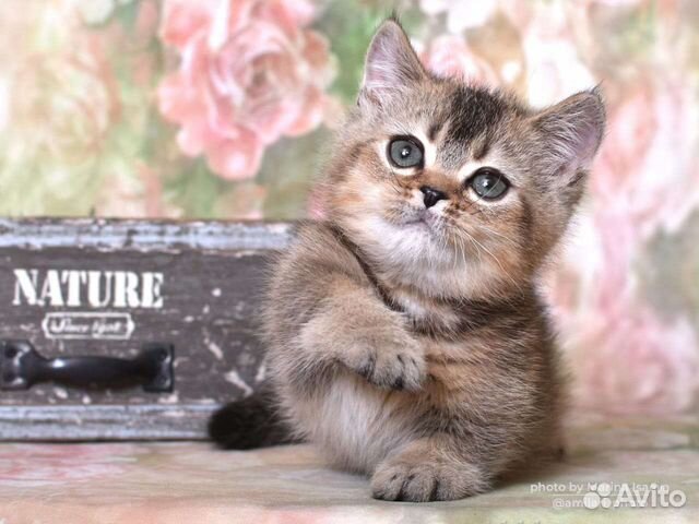Скоттиш килт (манчкины)