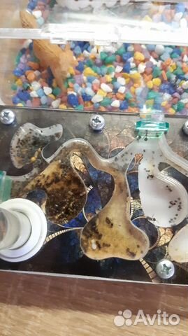 Муравьиная ферма с муравьями