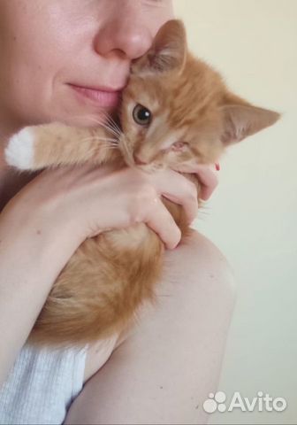 Рыжая кошечка котенок ищет дом