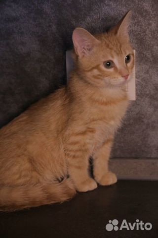 Котята рыжие бесплатно