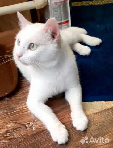Белоснежный молодой котик