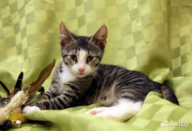 Кому счастье