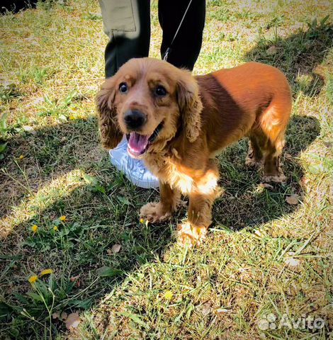 Французский кокер спаниель