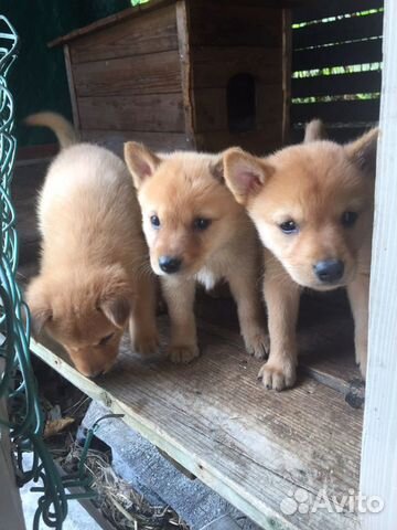 Щенки Карело - финской лайки