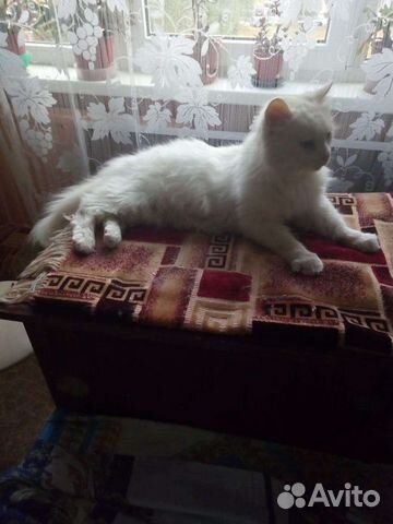 Белый кот