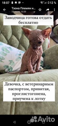 Бесплатно канадский сфинксик