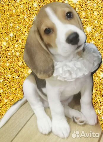 Щенки бигль