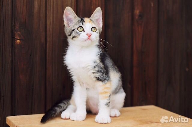 Нежный котенок девочка