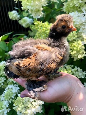 Павловские цыплята (золото)