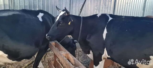 Коровы дойные молочные
