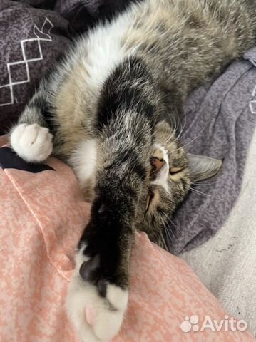 Котик 7-8 месяцев