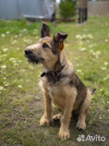 Собака бесплатно в добрые руки