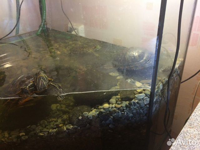 Красноухая черепаха с аквариумом