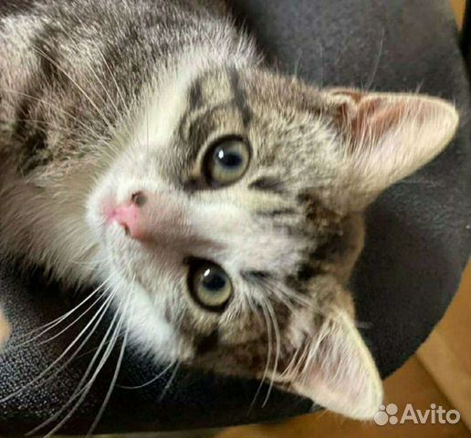 Котенок Федя живет на стройке