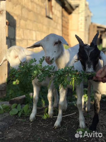 Коза зааненская