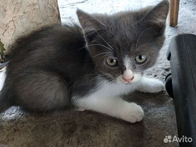 Котенок серый с белым