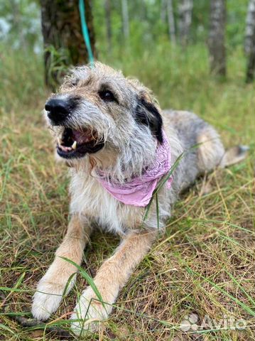 Собака для семьи ищет дом, в дар