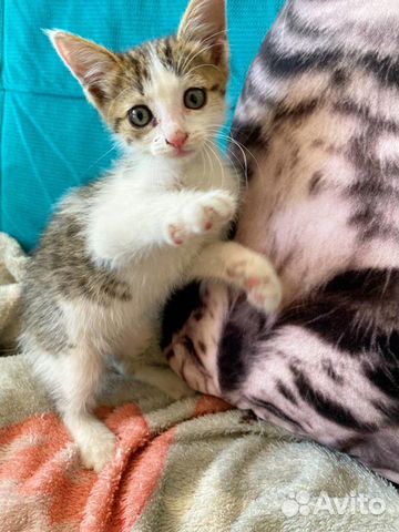 Котенок в добрые руки, в дар