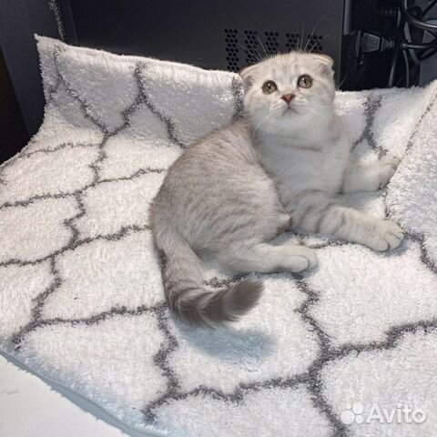 Вислоухие котята