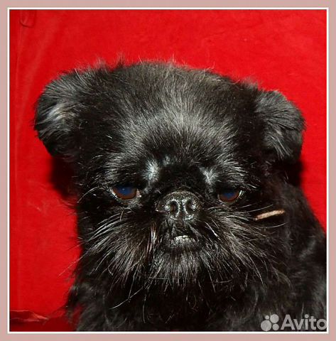 Бельгийский гриффон вязка