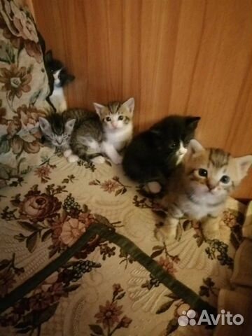 Котята в надёжные руки добрым людям