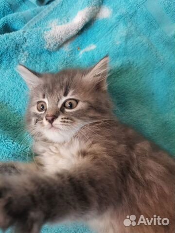 Домашние котята ищут друга