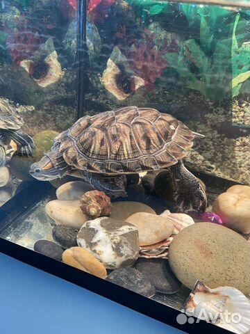 Красноухая черепаха с аквариумом
