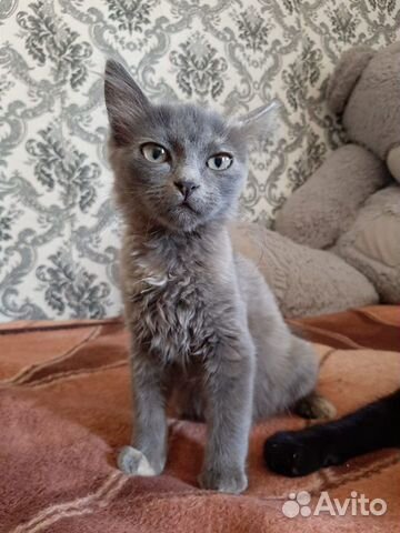 Котёнок 3 месяца