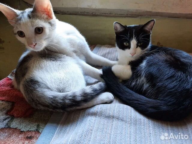 Котят хотят вывезти