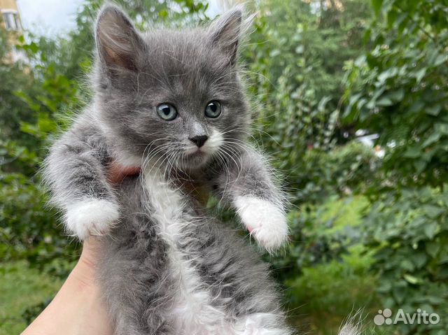 Малышка Бонни в добрые руки