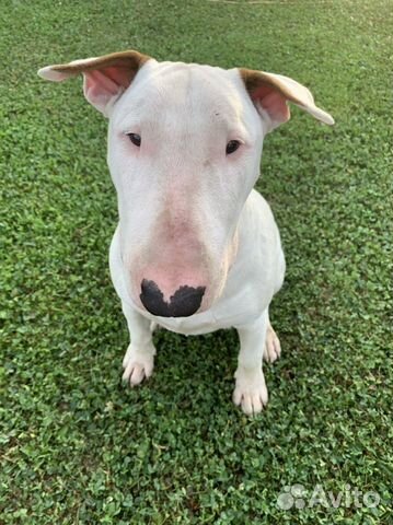 Бультерьер кабель в добрые руки