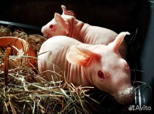 Морские свинки скинни