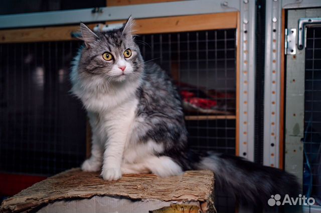 Красавица Люсьен ищет дом