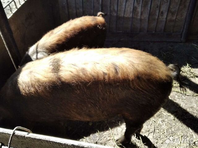 Свинки дюрок