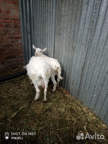 Коза дойная молочная