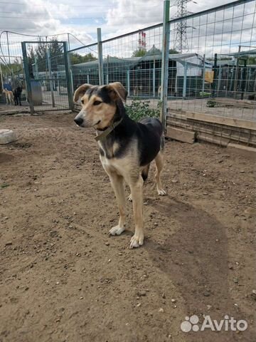 Грустная собака в добрые руки