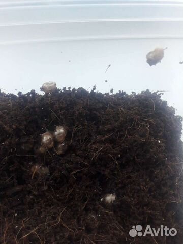 Малыши Ахатины