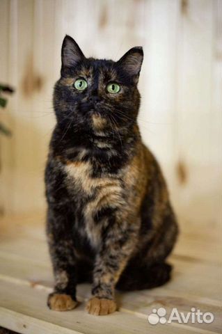 Мотя ищет дом