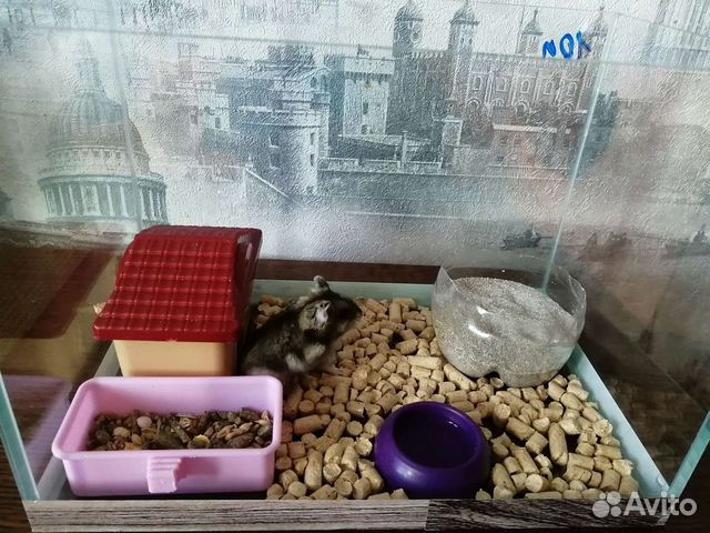 Джунгарский хомяк