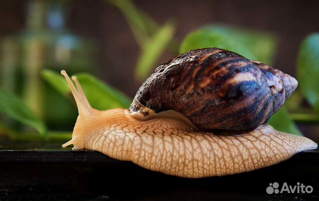 Отдам Ахатинских улиток в добрые руки