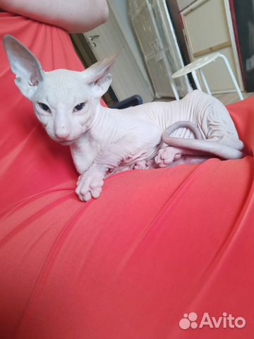 Донской сфинкс котенок