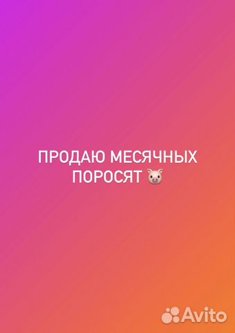 Продаю поросят