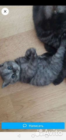 Шотланский котенок, мальчик 2 мес