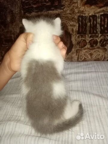 Котенок 2 в 1