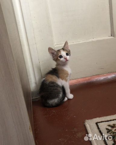 Котенок донского сфинкса