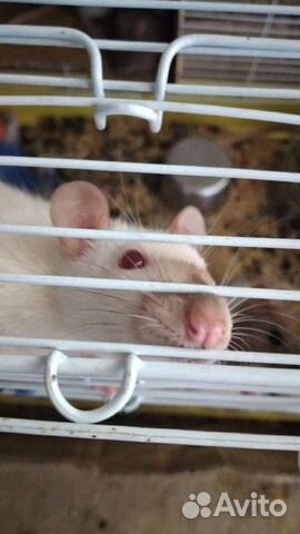 Крысята-альбиносы