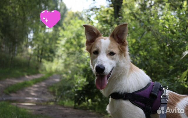 Милый щенок в добрые руки