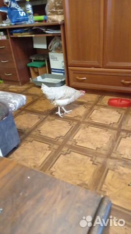 Отдам курицу в добрые руки